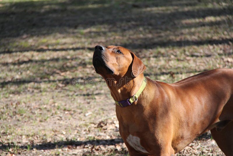 My Rhodesien Ridgeback stock photo. Image of bear, rhodesien - 187251756