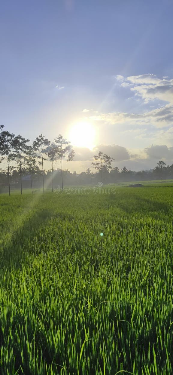 My Rice Field with Full of Peace Stock Photo - Image of hill, plain ...