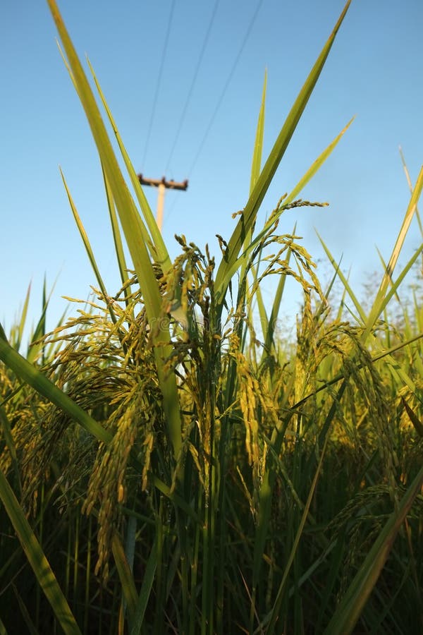 My rice, My life stock image. Image of crop, grain, cereal - 62477825