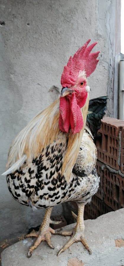 My Rooster Friend Named Coco Stock Photo - Image of friend, rooster ...