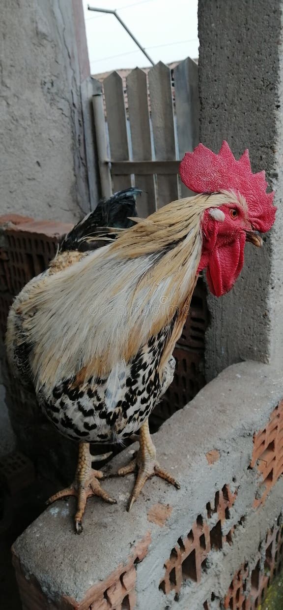 My Rooster Friend Named Coco Stock Image - Image of friend, rooster ...