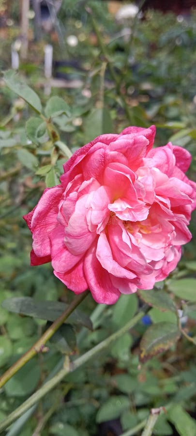 My rose Louise Philippe stock image. Image of rose, philippe - 258037711