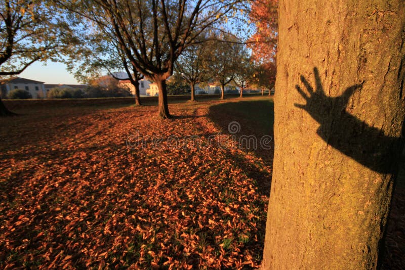 My shadow of hand on tree stock photo. Image of season - 105007986