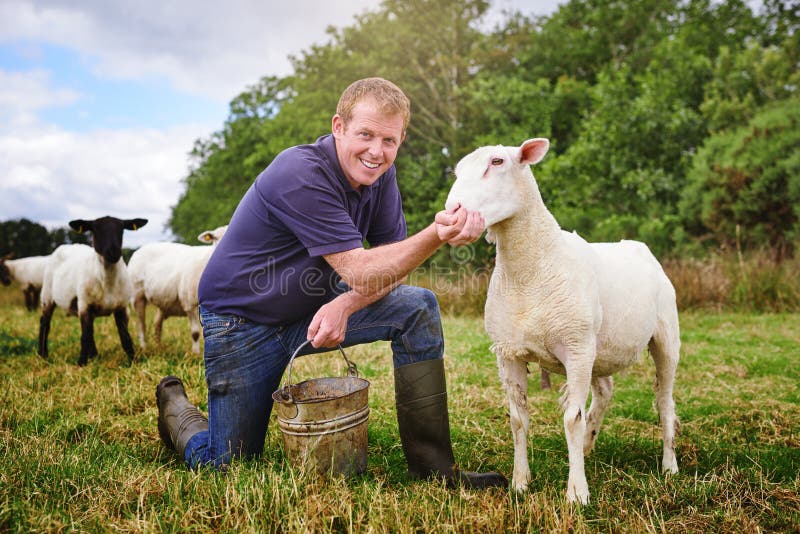 My Sheep Feeds on the Best. a Male Farmer Feeding a Sheep on a Farm ...