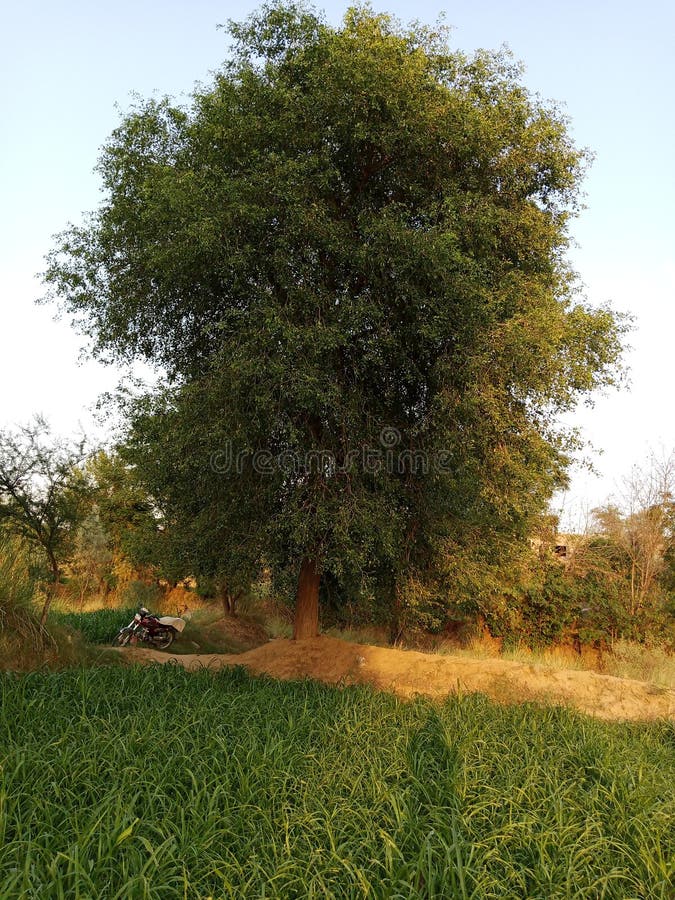 My sheesham tree stock photo. Image of flower, autumn - 240583040