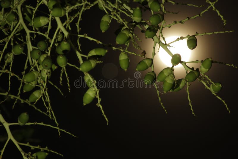 My small coconut stalk stock image. Image of leaf, tree - 255929349