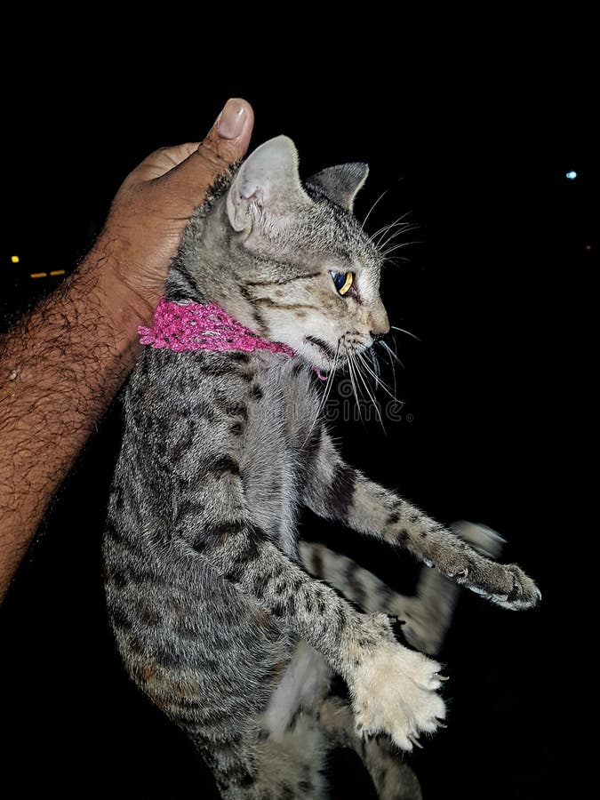 Small tigers stock image. Image of beautiful, orange - 28340769