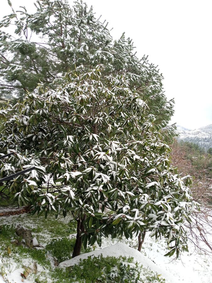 My Snowwhite Beautiful Tree Stock Image - Image of tree, snowwhite ...