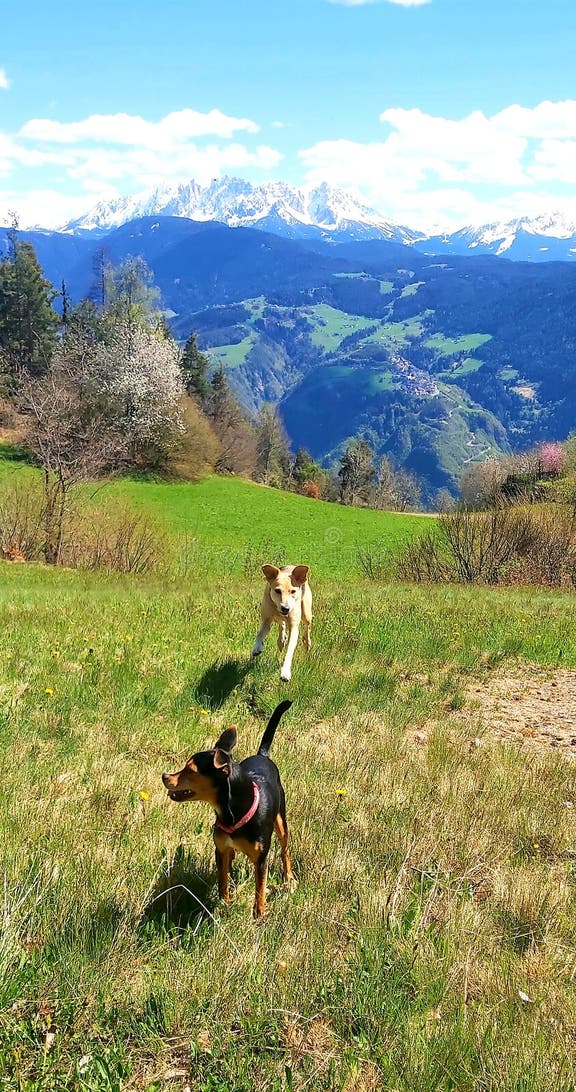 My special dogs stock photo. Image of spec, pasture - 232843708