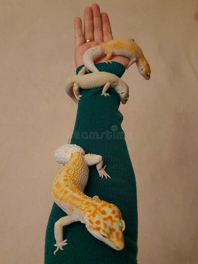 My geckos stock photo. Image of lizard, reptile, gecko - 240556626