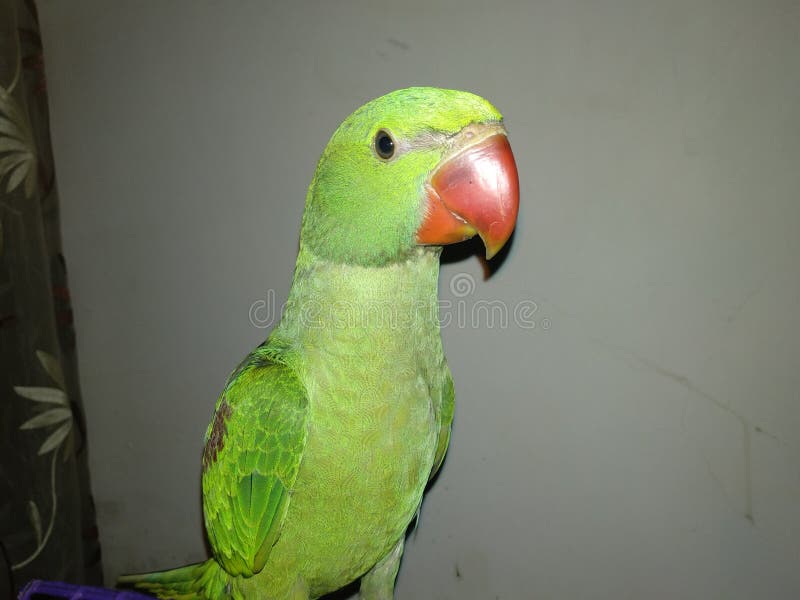 My Super Parrot Having Fun at Home Stock Photo - Image of home, gift ...