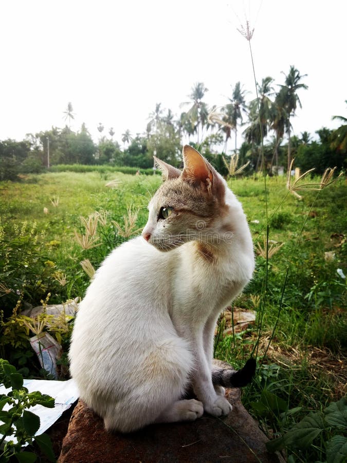 Cat Darling Picture. Image: 1960633