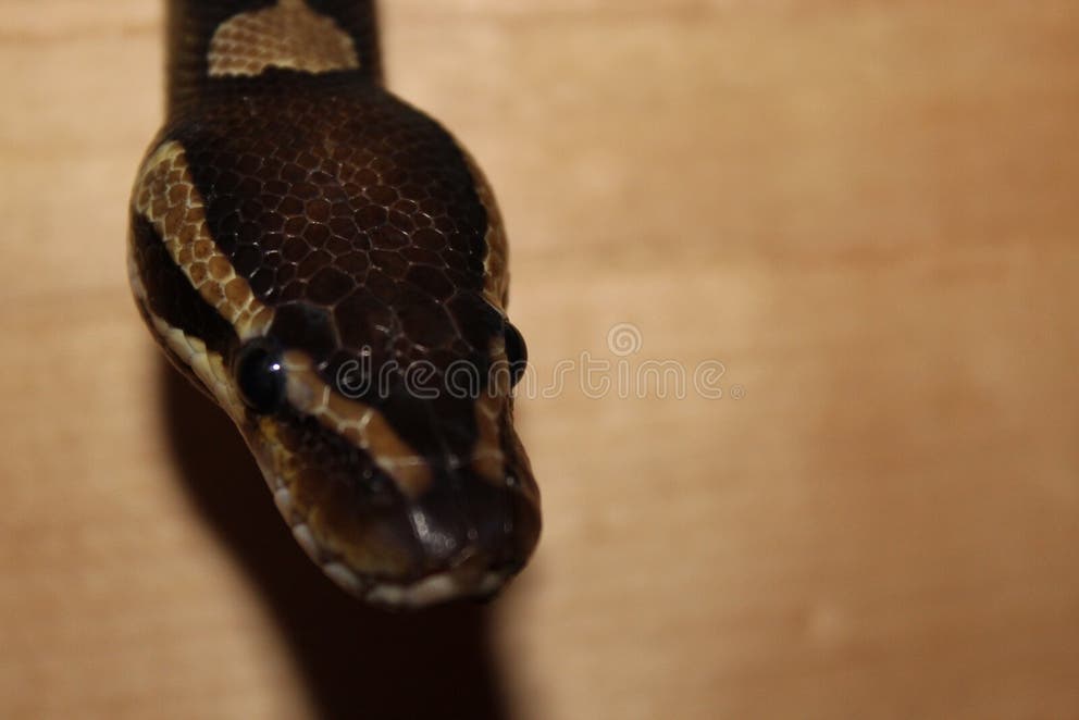 My teddy gram stock image. Image of python, close, gram - 111277051