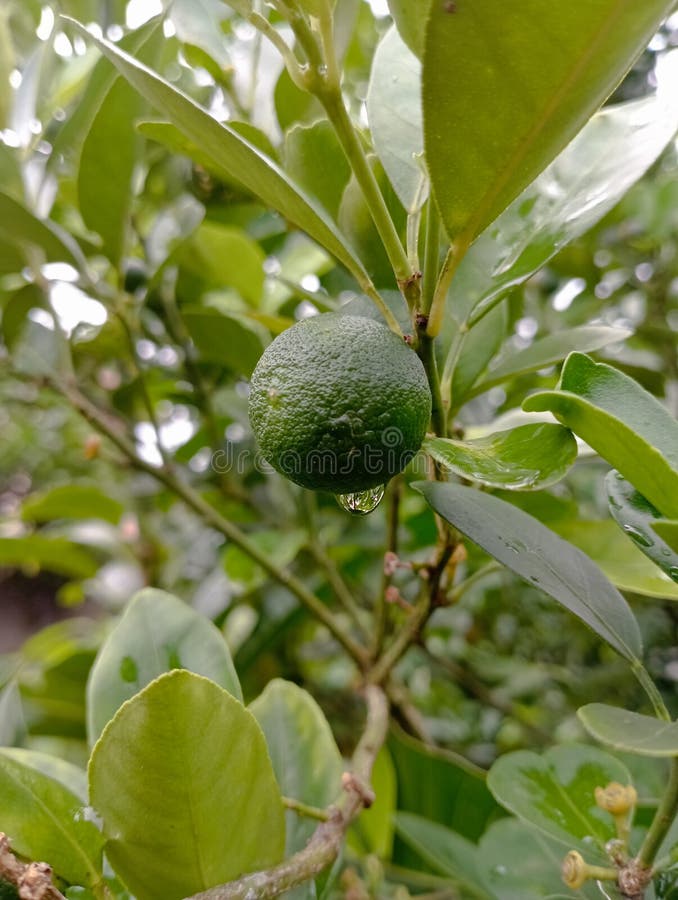 My tiny lemon stock photo. Image of plant, shrub, tree - 261944542