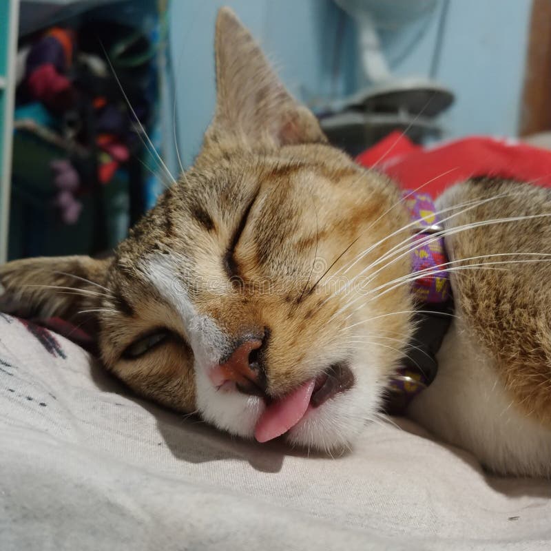 My tired sleeping cat stock photo. Image of sleeping - 221283022