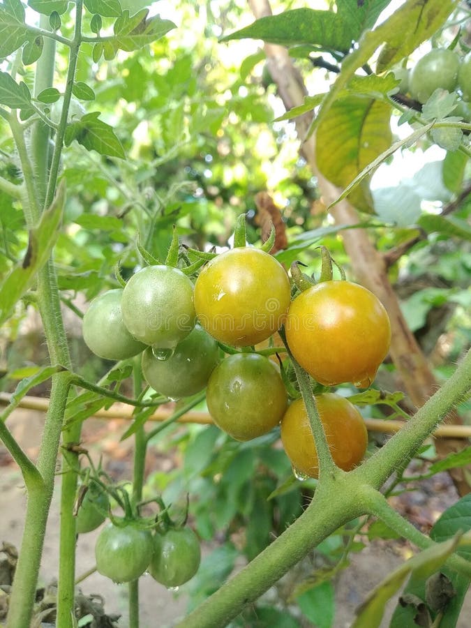Tomato tree stock photo. Image of juice, mature, green - 51750310