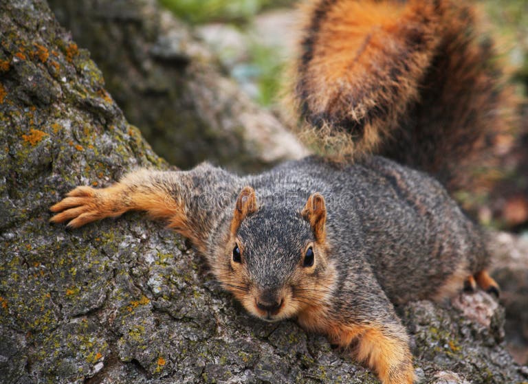 This is my tree! stock image. Image of sweet, cute, nature - 20025943