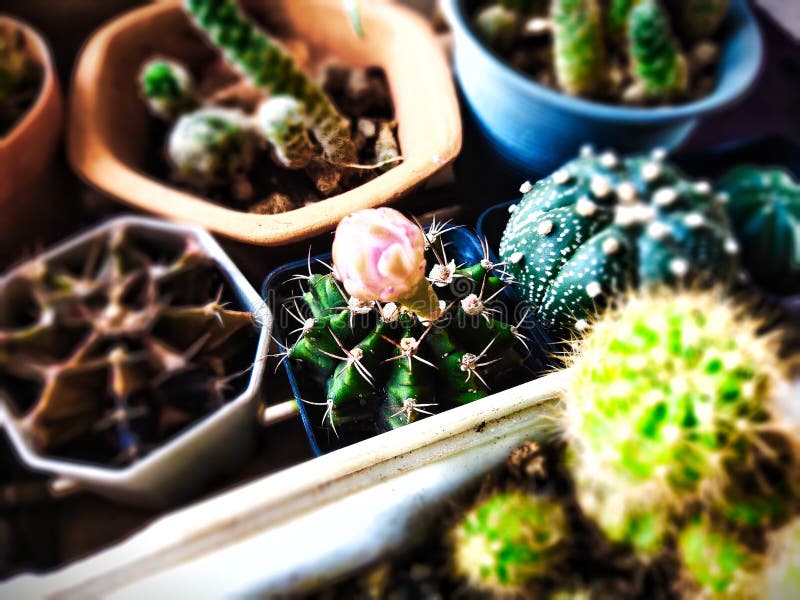 My Tree,beautiful Tree,cactus,green Tree,leaf Stock Photo - Image of ...