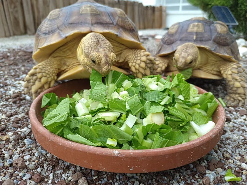 My turtle is growing ???? stock image. Image of tortoise - 361444569