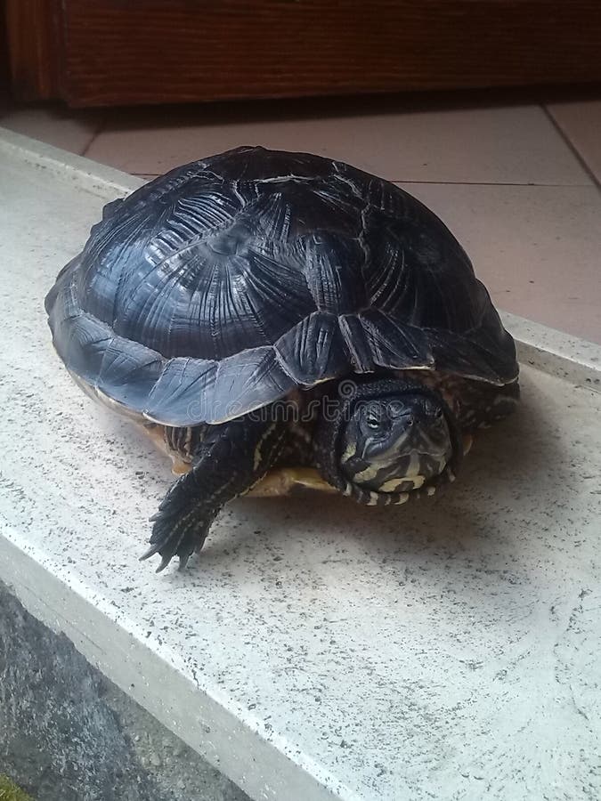 My turtle stock photo. Image of sweet, tortoise, emydidae - 83319494