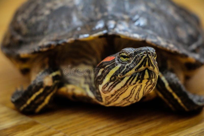 Turtule stock photo. Image of turtle, slow, wildlife - 143720278