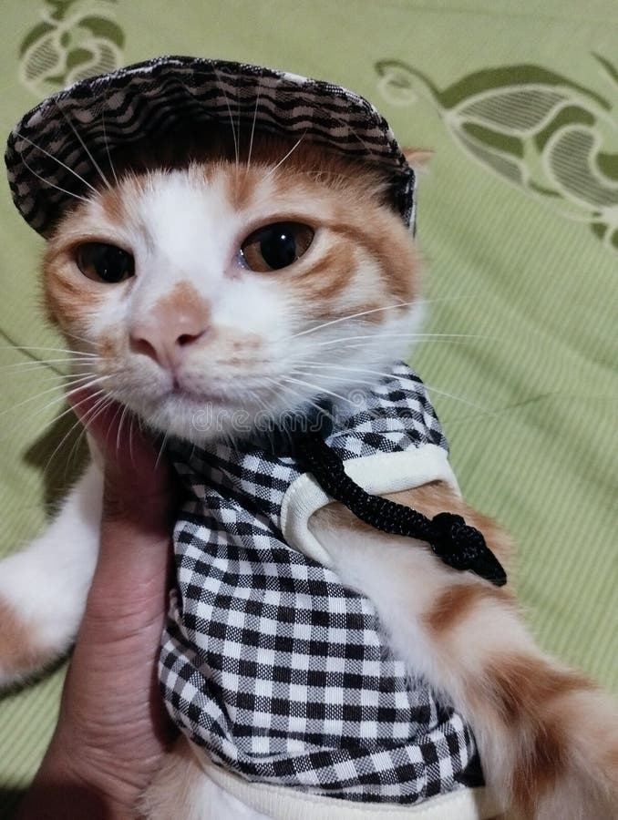 My very cute kitten stock photo. Image of cute, catslovers - 269107840