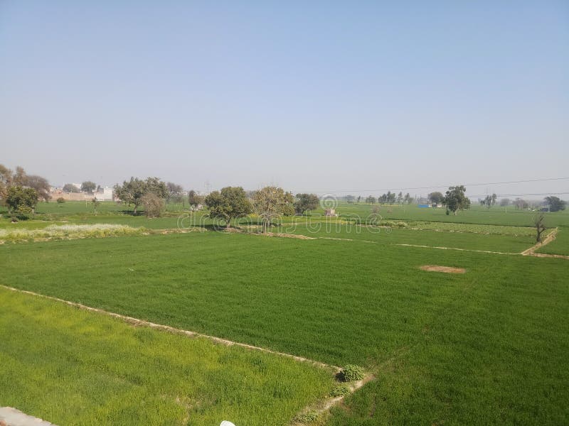 My village fields stock image. Image of click, wheat - 172865417