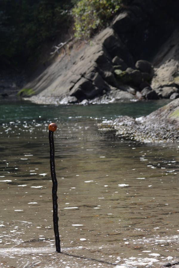 Shillelagh 2 stock image. Image of stuck, walking, sand - 100541023