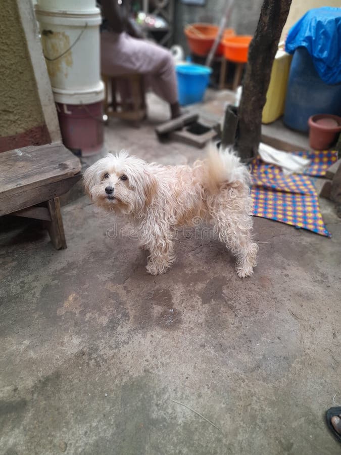 Willy My Kitty Stock Photos - Free & Royalty-Free Stock Photos from ...