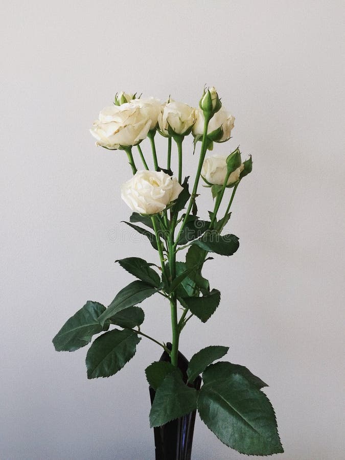 Roses stock image. Image of flowers, bouquet, love, white - 123568553