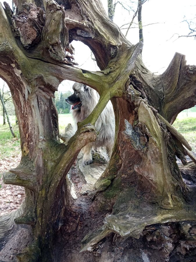 My Wolfspitz is really Wolf! Spring Forest Dog& X29; Stock Photo ...