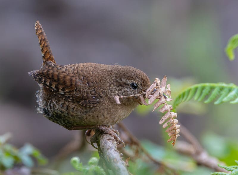 My wren in spring! stock photo. Image of european, wildlife - 314676526