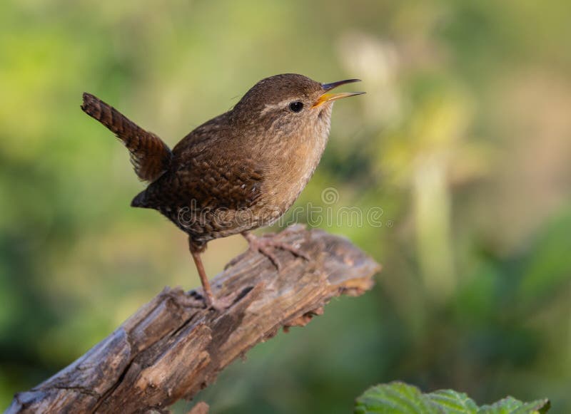 My wren in spring! stock photo. Image of beautiful, european - 314676682