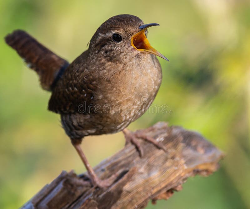 My wren in spring! stock image. Image of plumage, ornithology - 314676691
