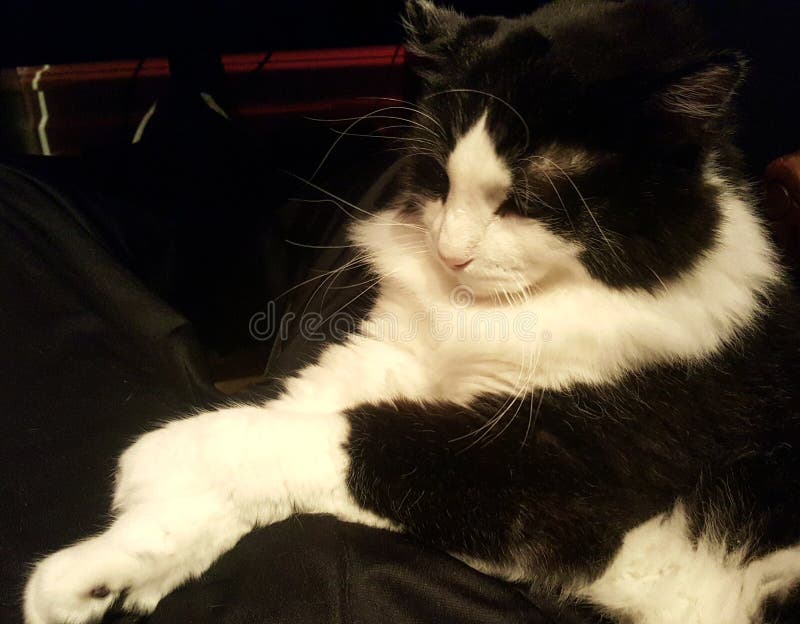 Old cat relaxing stock image. Image of sleeping, relaxing - 105918413