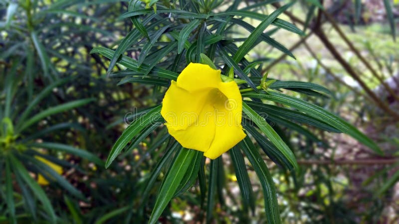 My Yellow Bell stock image. Image of yellow, perfumed - 106850165
