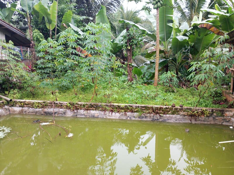 My Garden after rain stock image. Image of garden, plant - 261029233