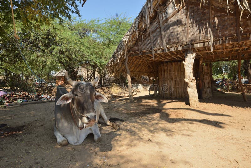Myanmar Bagan Cottage Farm House Cattle Editorial Image - Image of ...