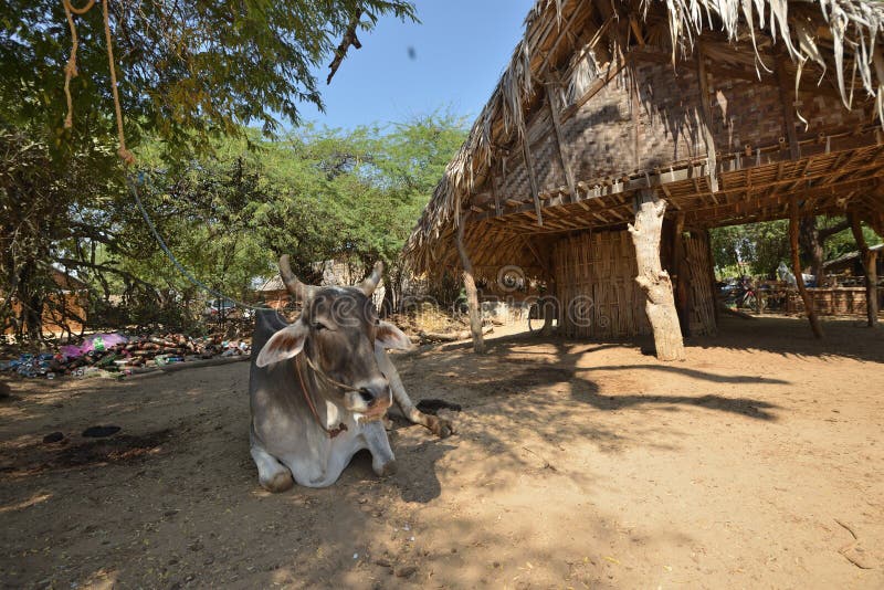 Myanmar Bagan Cottage Farm Cow House Stock Image - Image of life, live ...