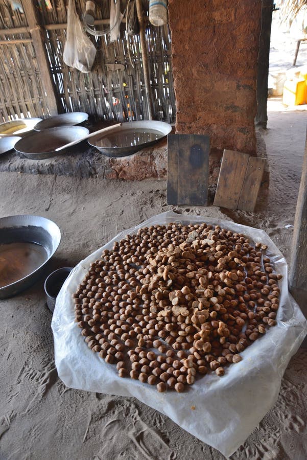Myanmar Coconut Palm Tree Nuts Stock Photo - Image of ladder, seed ...