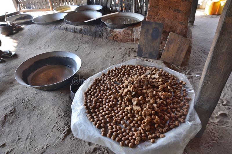 Myanmar Coconut Palm Tree Nuts Stock Photo - Image of extract, bamboo ...