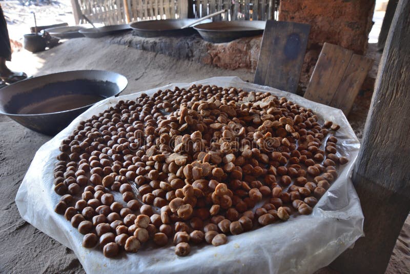 Myanmar Coconut Palm Tree Nuts Stock Photo - Image of bamboo, palm ...