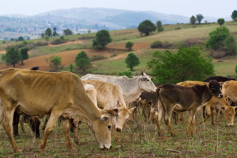 Myanmar countryside stock image. Image of food, nature - 28106269