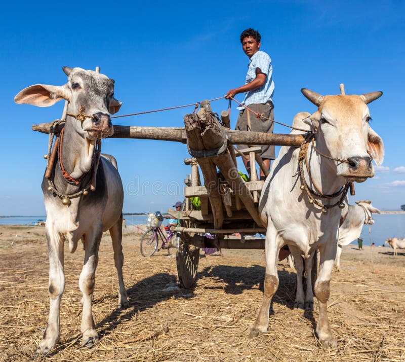 MYANMAR - Dec 7, 2014: Two White Water Buffalo. Editorial Stock Image ...