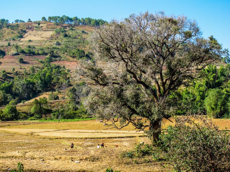 Myanmar in the summer stock image. Image of temples - 110858497