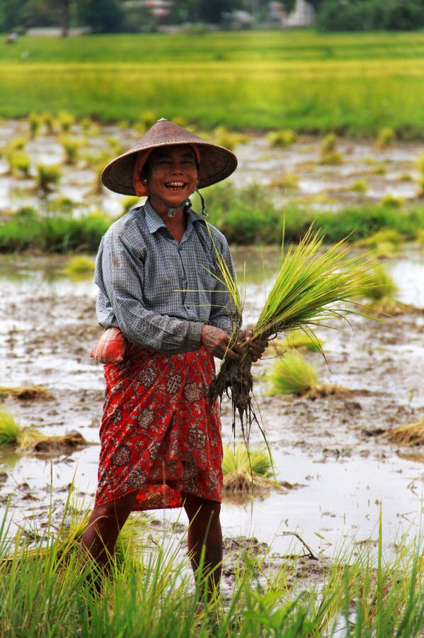 Myanmar Woman Working in a Rice Paddy Field Editorial Stock Image ...