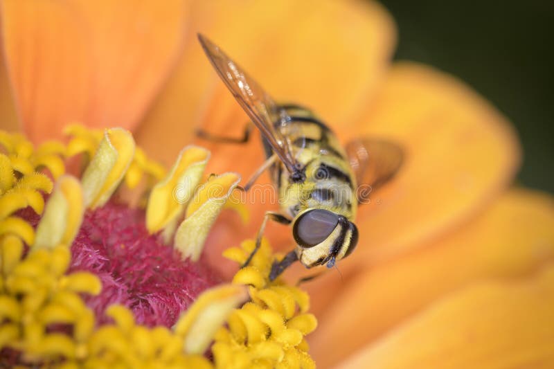 Myathropa Florea on a Flower Stock Image - Image of environment, wing ...