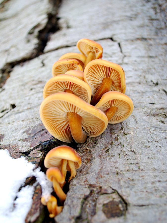 Mycète Photos Stock - Téléchargez 147,751 Photos libres de droits