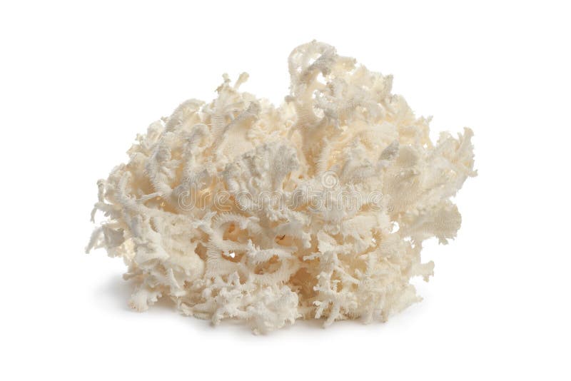 Corail blanc image stock. Image du fermer, tropique, blanc - 16409543
