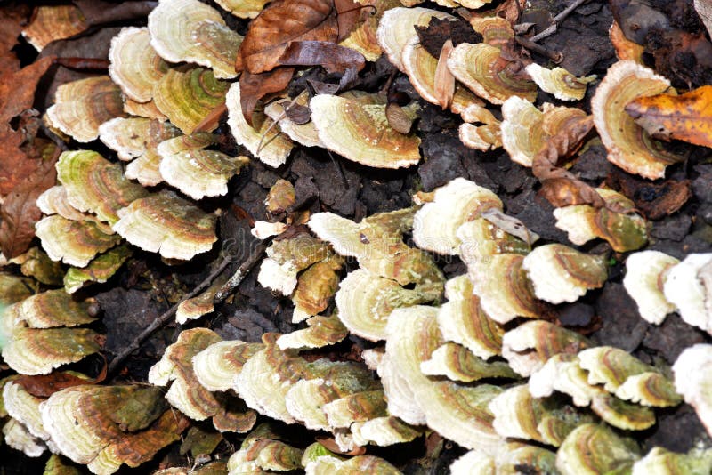 Mycètes photo stock. Image du mycètes, grand, tombé - 103503224